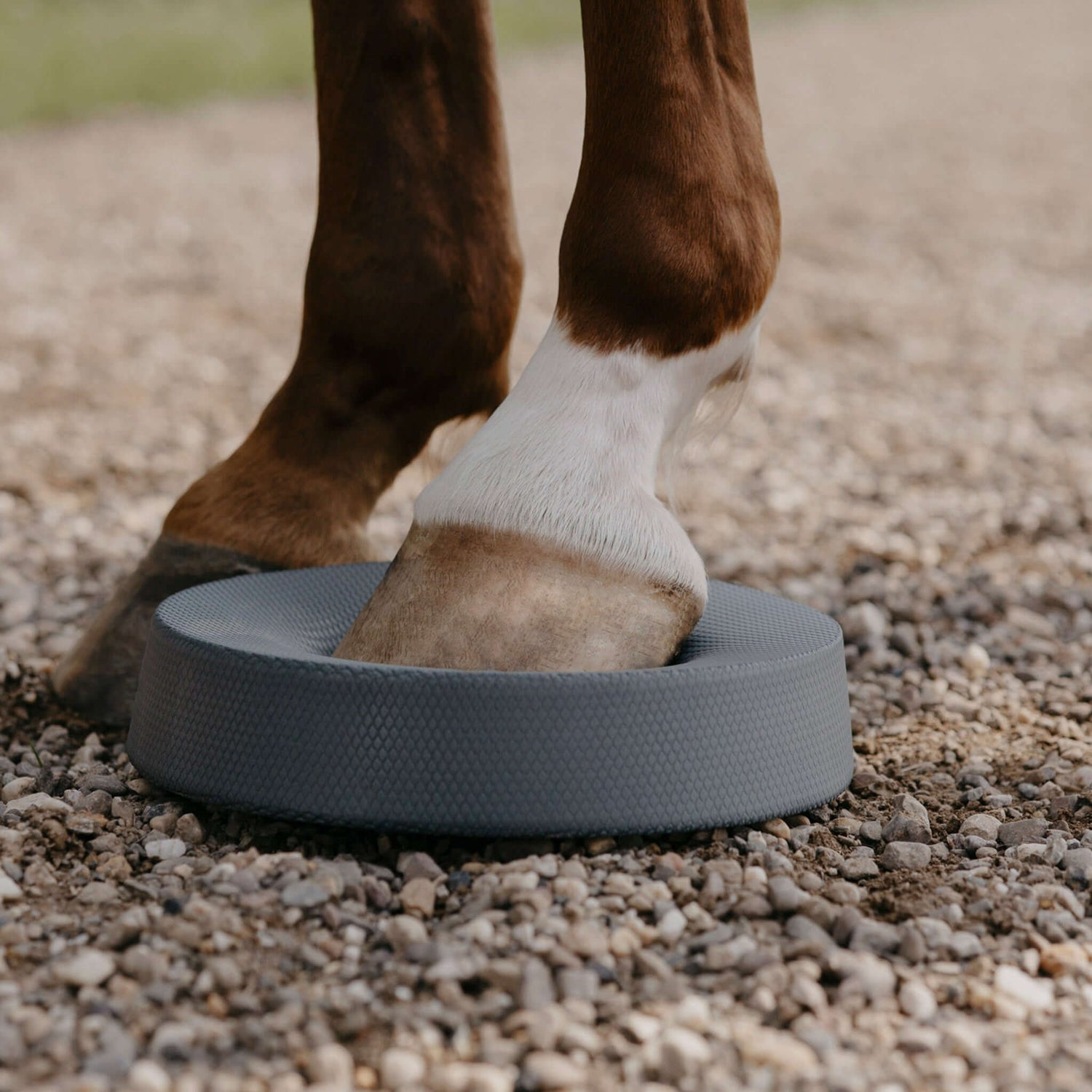 Premium Balance Pad Horse - recommended by horse experts!