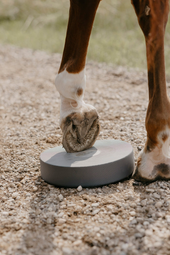 Balance pads and horses - what you need to know! Focus on proprioception